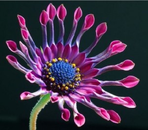 Aneka Bunga Berbentuk Unik dan Aneh di Dunia