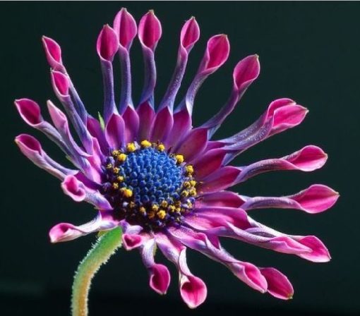 Aneka Bunga Berbentuk Unik dan Aneh di Dunia