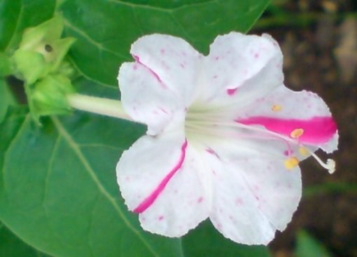 Bunga Pukul Empat si Kembang Ashar - BibitBunga.com