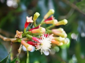 Manfaat Cengkeh untuk Kesehatan dan Kecantikan - BibitBunga.com