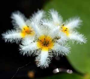 Bunga Tetepok si Water Snowflake - BibitBunga.com