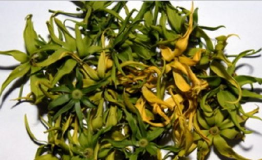 Bunga Kenanga, Bunga Harum Dari Pulau Sumatra - BibitBunga.com