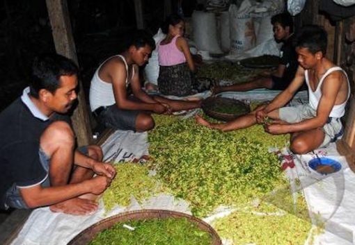 Cara Menanam, Merawat, dan Budidaya Cengkeh