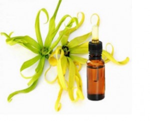 Bunga Kenanga, Bunga Harum Dari Pulau Sumatra - BibitBunga.com