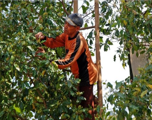 Cara Menanam, Merawat, dan Budidaya Cengkeh