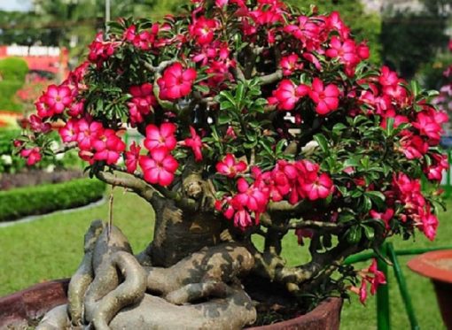 Ciri-Ciri dan Karakteristik Tanaman Bonsai