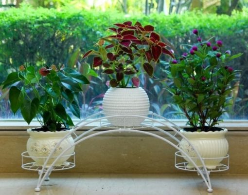 Tips Memilih Pot Bunga Untuk Tanaman