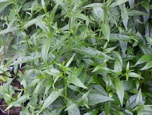 Jual Tanaman Sambiloto (King of Bitters) - BibitBunga.com