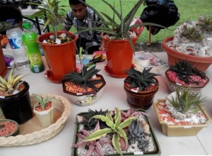 Cara Membuat Tanaman Hias Mini Indoor dan Outdoor