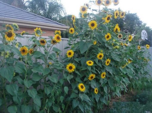 Cara Menanam Bunga Matahari Dari Biji - BibitBunga.com