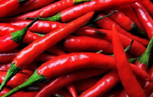 Cara Menanam Cabe Yang Baik dan Benar