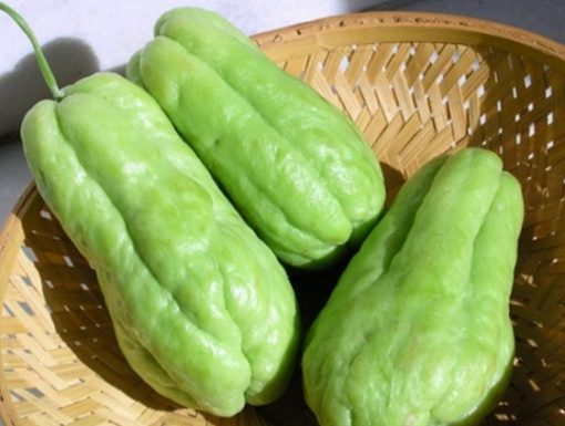 Cara Menanam Labu Siam Di Dalam Pot