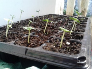 Cara Menanam Bunga Matahari Dari Biji - BibitBunga.com