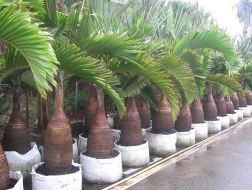 21 Tanaman Yang Biasa Ada di Taman Dan Fungsinya