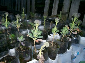 Cara Menanam Brokoli Secara Hidroponik di Pot & Polybag