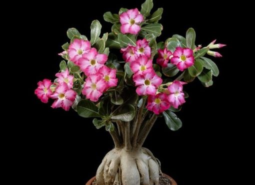 Tanaman Hias Adenium yang Paling Mahal di Indonesia - BibitBunga.com