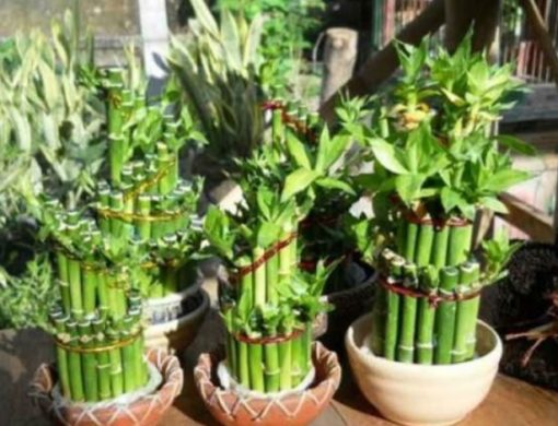 Cara Membuat Tanaman Hias Mini Indoor dan Outdoor