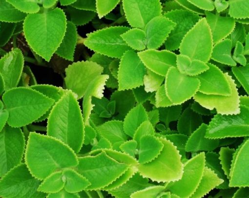 Tanaman Daun Yang Bisa Dijadikan Obat