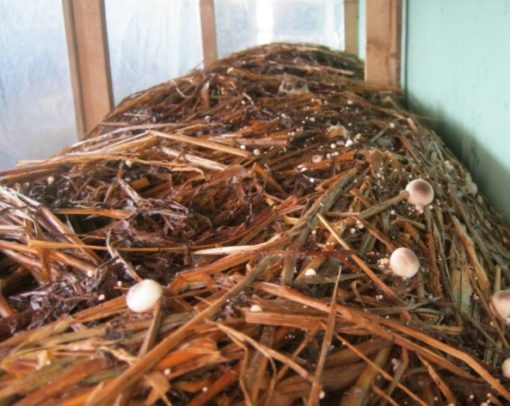 Cara Menanam dan Budidaya Jamur Kancing - BibitBunga.com