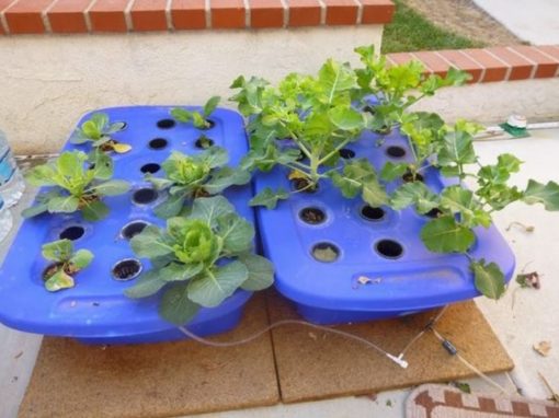 Cara Menanam Brokoli Secara Hidroponik di Pot & Polybag