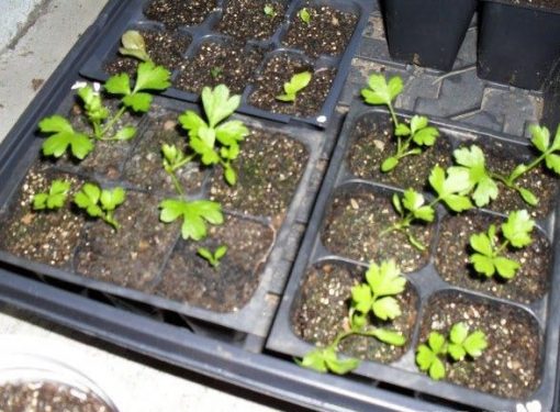 Cara Menanam Daun Seledri (Daun Sop) di Pot atau Polybag