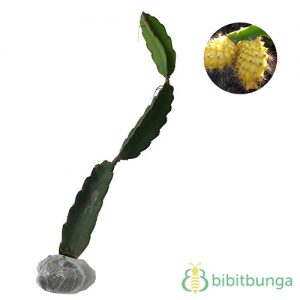 Jual Tanaman Buah Naga Kuning - BibitBunga.com