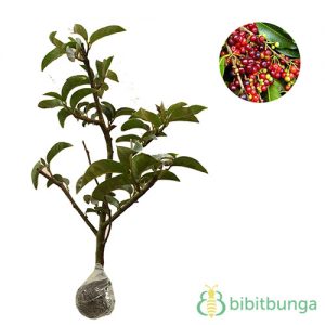 Jual Tanaman Buah Buni (Bignay Fruit) - BibitBunga.com