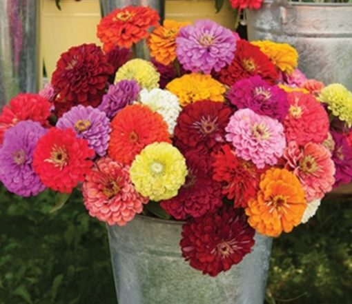 Cara Menanam Bunga Kertas di Pot Dengan Biji & Stek