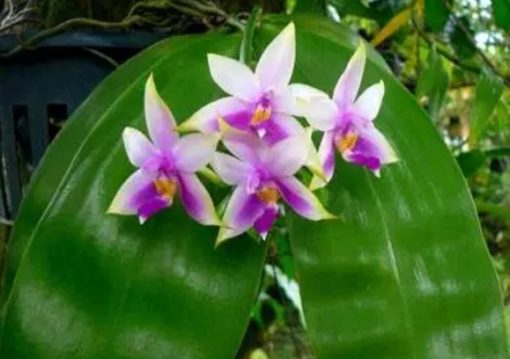 Tanaman Hias Anggrek Paling Populer di Indonesia - BibitBunga.com