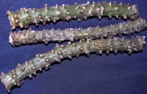 Manfaat Tanaman Obat Keluarga - BibitBunga.com