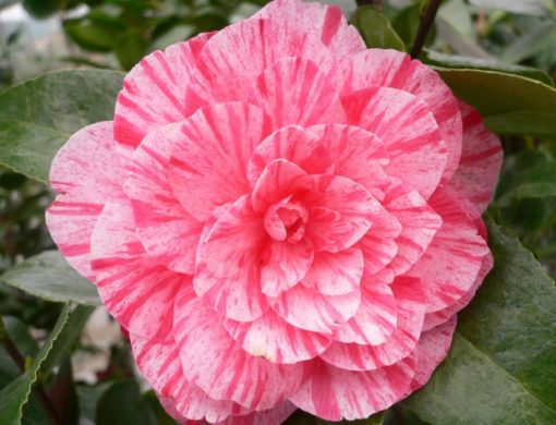 Mengenal Bunga Camellia Lebih Dekat - BibitBunga.com