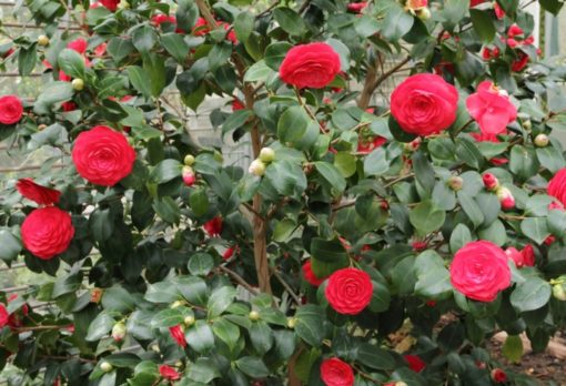 Mengenal Bunga Camellia Lebih Dekat - BibitBunga.com