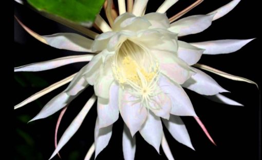 Jenis Jenis Bunga Terindah di Dunia Tersebar di Berbagai Negara ...