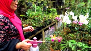 Pupuk Anggrek Agar Cepat Berbunga - BibitBunga.com