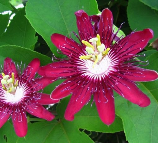 Berbagai Tanaman Rambat Berbunga - BibitBunga.com