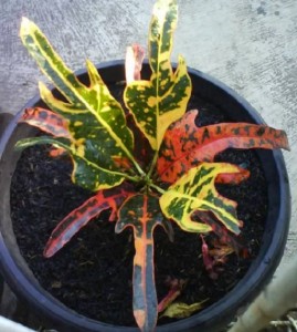 Jenis Bunga Puring yang Tumbuh di Indonesia - BibitBunga.com