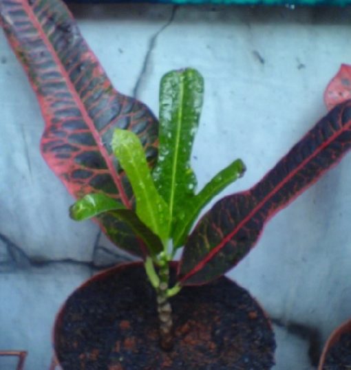 Jenis Bunga Puring yang Tumbuh di Indonesia - BibitBunga.com