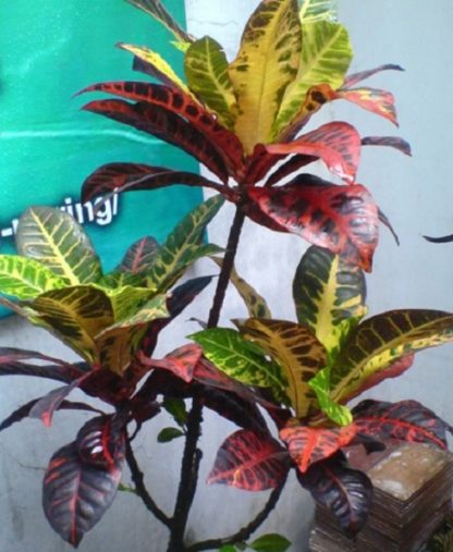 Jenis Bunga Puring yang Tumbuh di Indonesia - BibitBunga.com