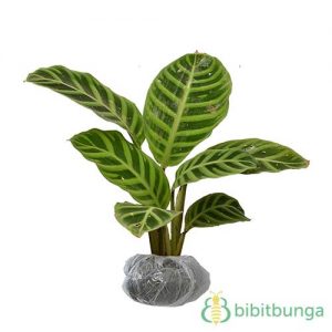 Jual Tanaman Calathea Zebra Hijau - BibitBunga.com