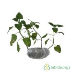 Jual Tanaman Catnip - BibitBunga.com