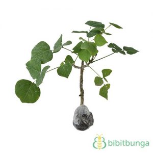 Jual Tanaman Dadap Serep - BibitBunga.com