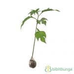 Jual Tanaman Insulin (Daun Paitan) - BibitBunga.com