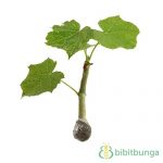 Jual Tanaman Jarak Pagar - BibitBunga.com