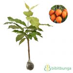 Jual Tanaman Kacang Amazon (Peanut Butter Fruit) 40-60 cm - BibitBunga.com
