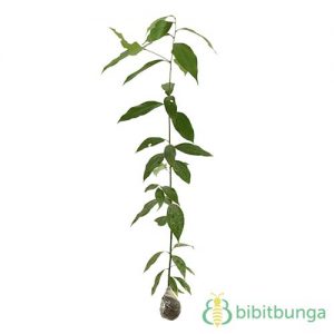Tanaman Kayu Manis