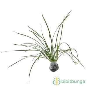Jual Tanaman Kucai - BibitBunga.com