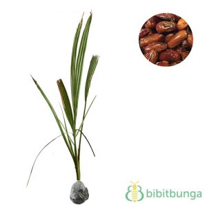 Jual Tanaman Kurma - BibitBunga.com