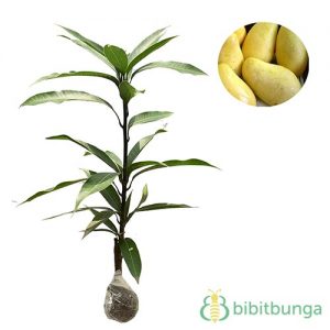 Tanaman Mangga Chokanan