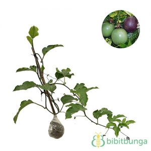 Tanaman Markisa (Passion Fruit) - BibitBunga.com
