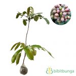 Jual Tanaman Matoa (Island Lychee) - BibitBunga.com